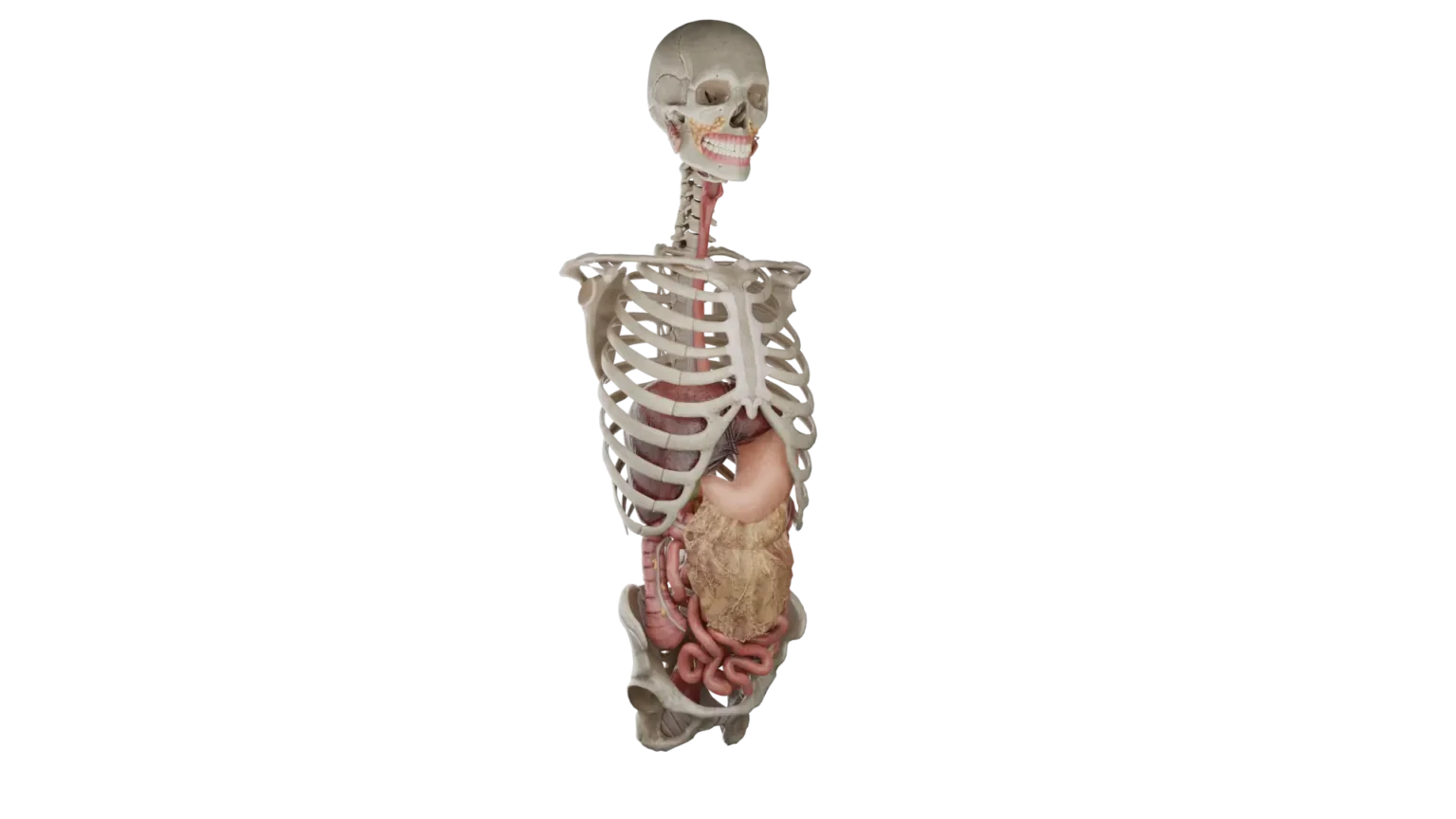 3d Models Of Human Internal Organs